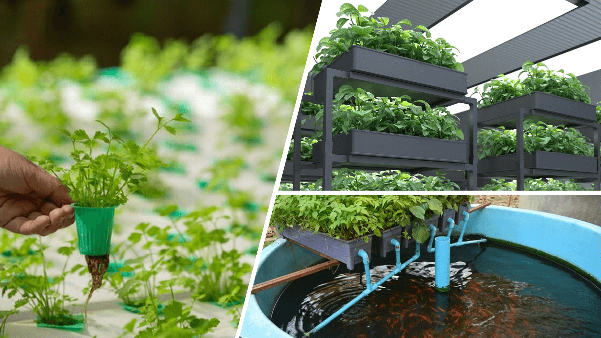 Traditional and Modern Farming: What You Need to Know - Terra Drone Agri