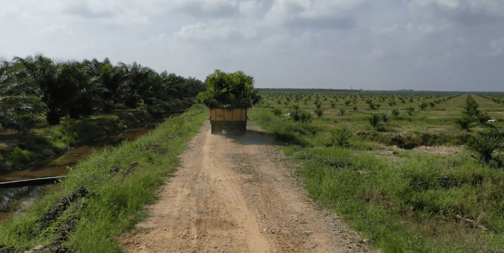 5 Most Dangerous Palm Oil Pests and Diseases Cause Palm Oil Yield ...