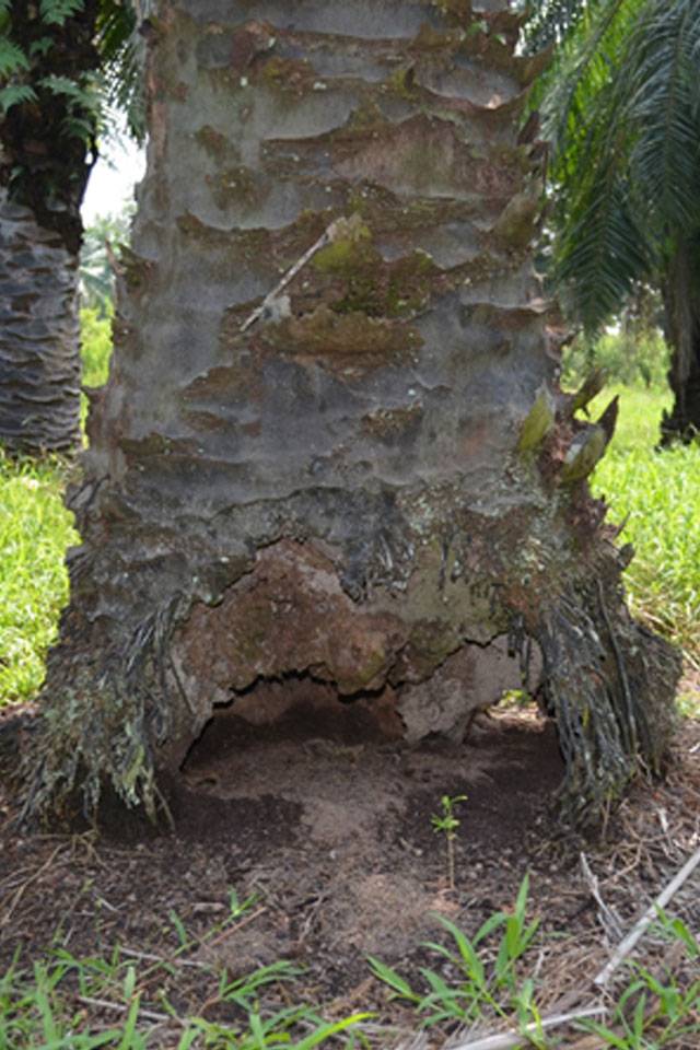 5 Most Dangerous Palm Oil Pests and Diseases Cause Palm Oil Yield ...